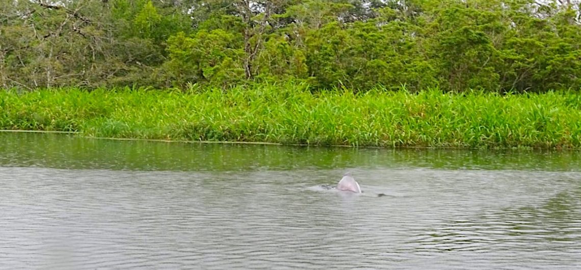 Where to find Pink Dolphins in Ecuador Amazon Rainforest – Barefoot ...